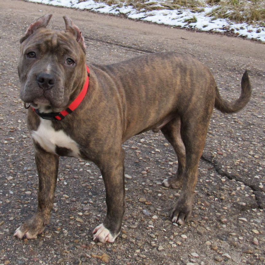 Американский стаффордширский терьер, щенок