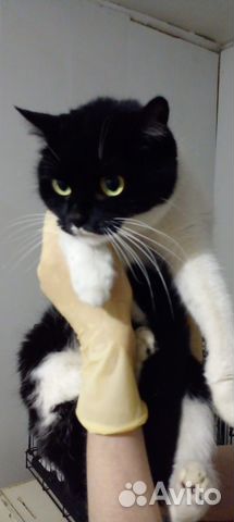 Ищет заботливые ручки кошечка