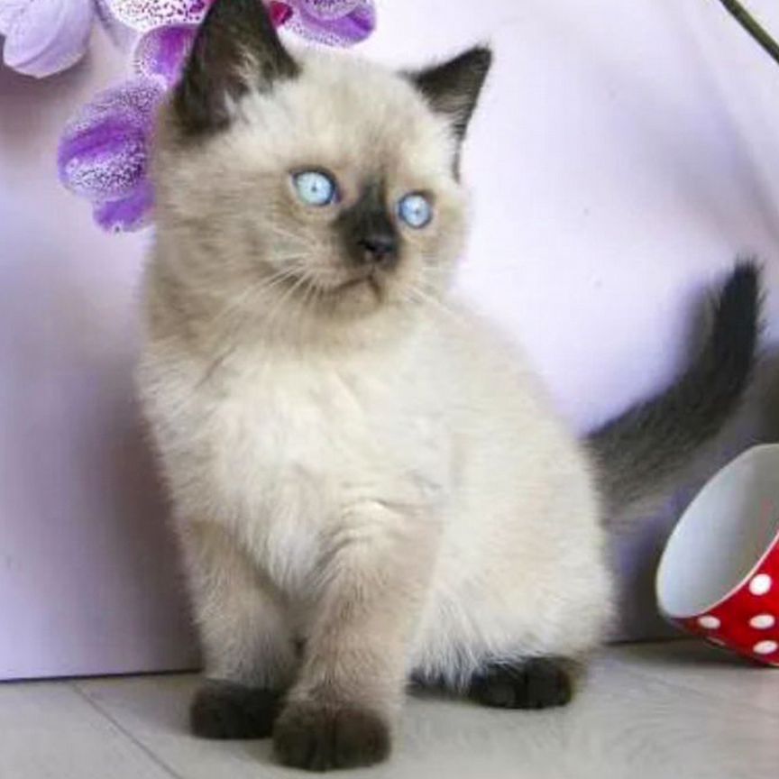 Плюшевые Красотки)