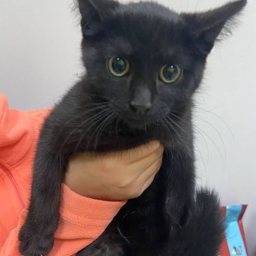 Пума ищет дом