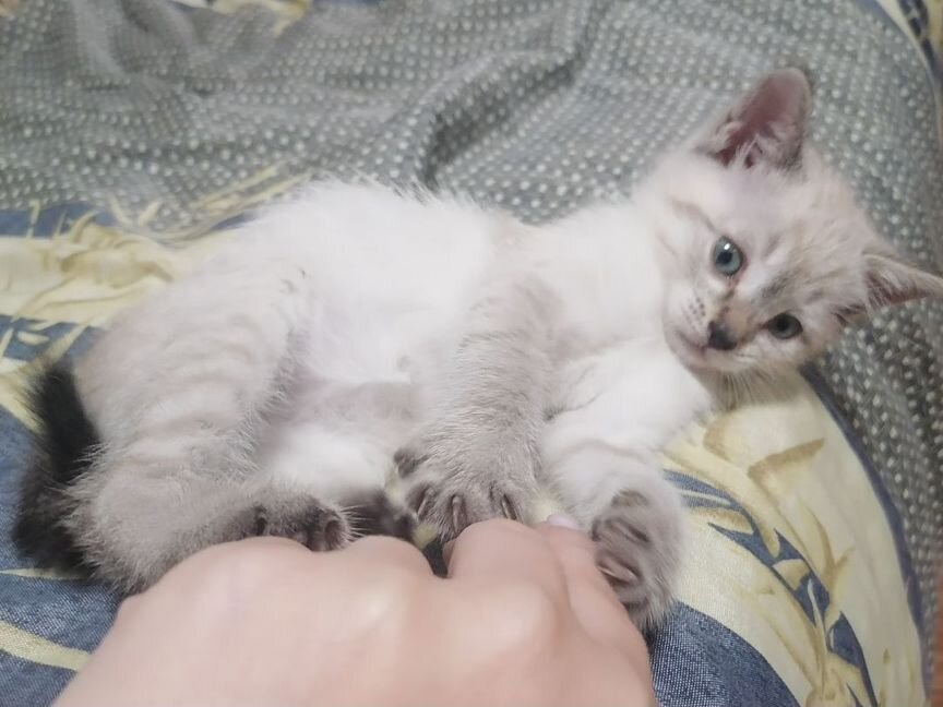 Отдам котёнка в добрые руки