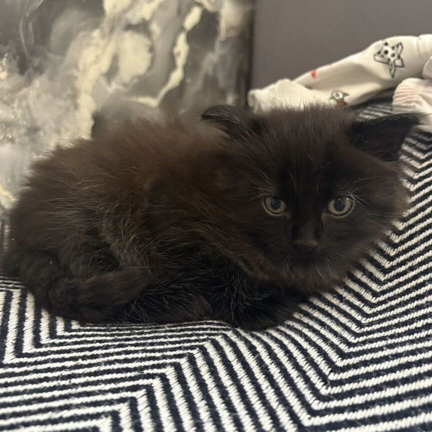 Котенок мальчик