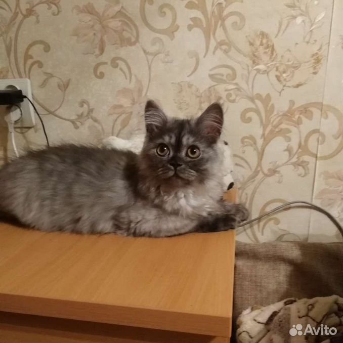 Персидский котик