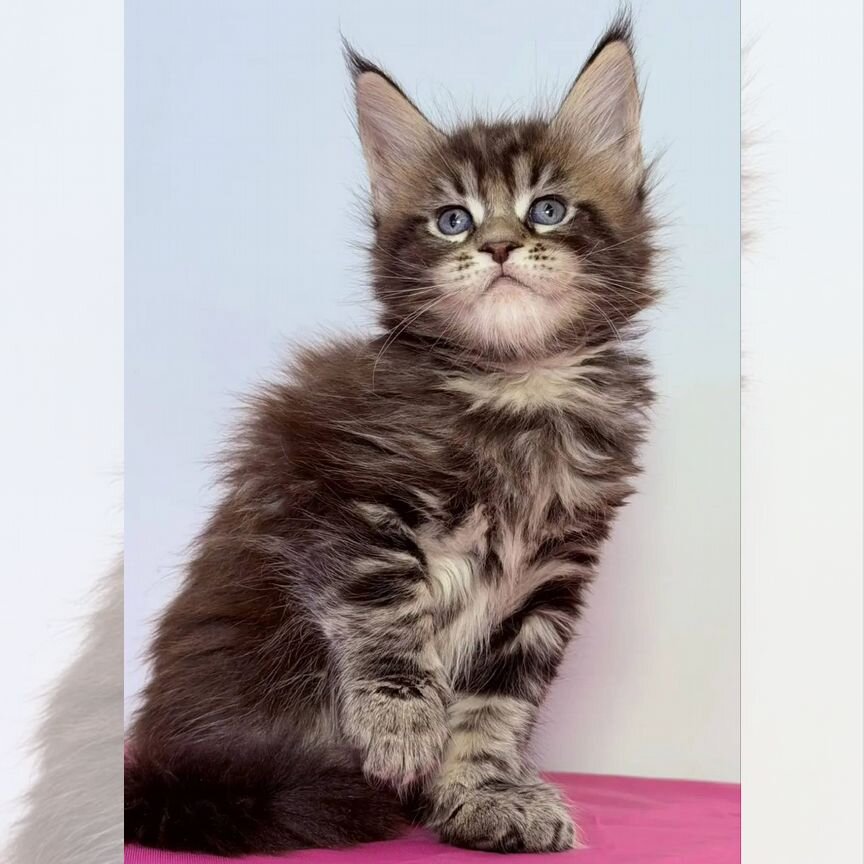 Мейн-кун котёнок