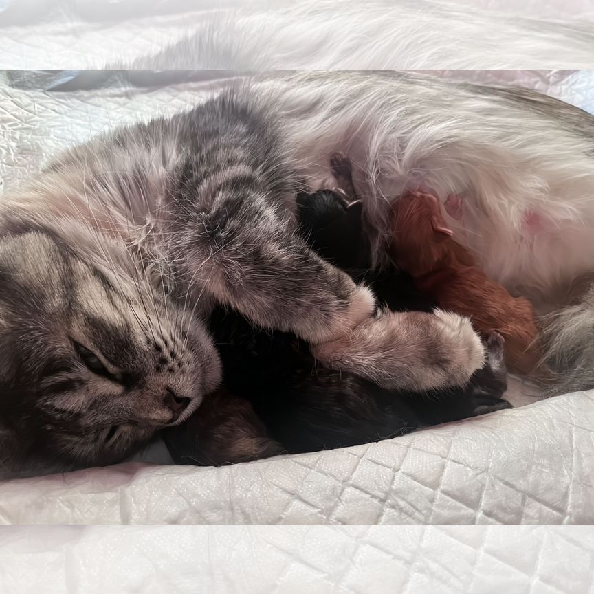 Мейн-кун котёнок