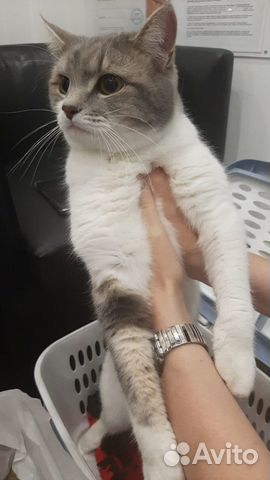 Кошка Милиса