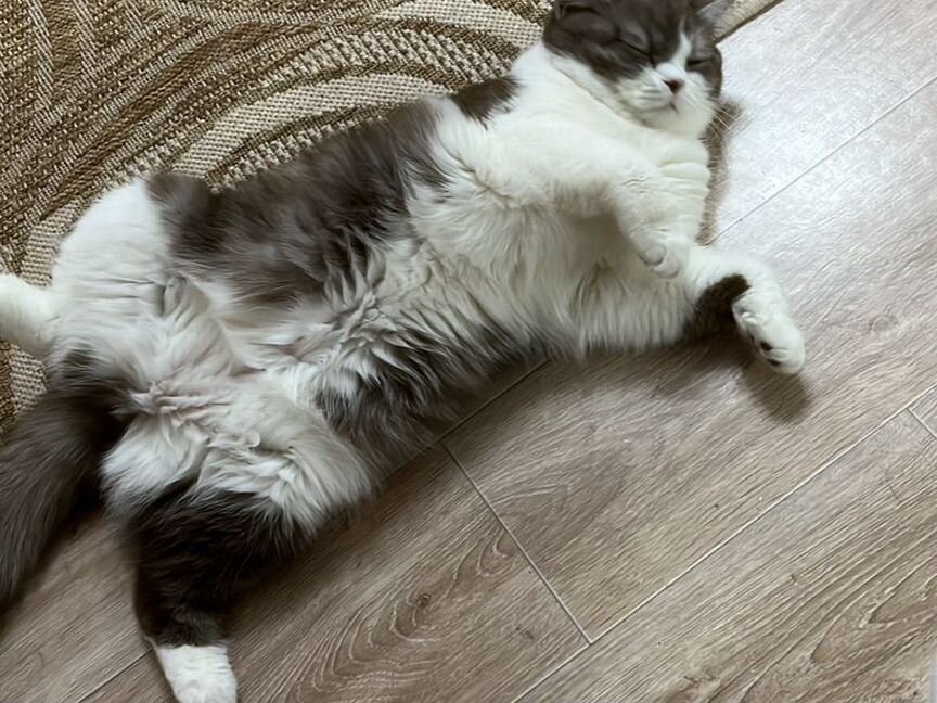 Кошка Британка