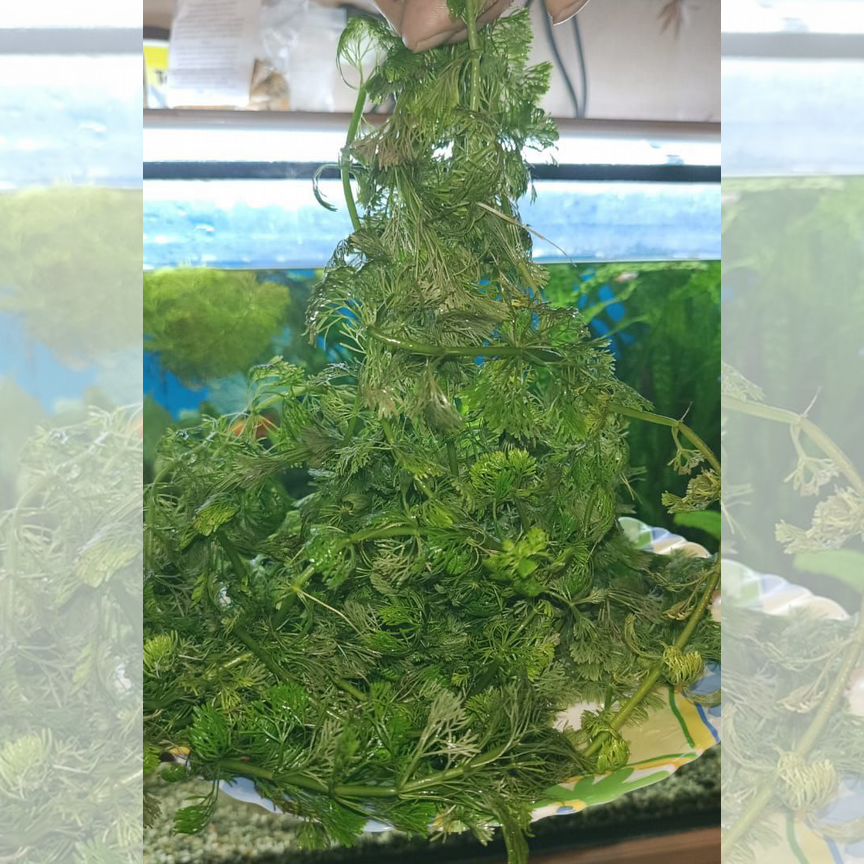 Аквариумные растения