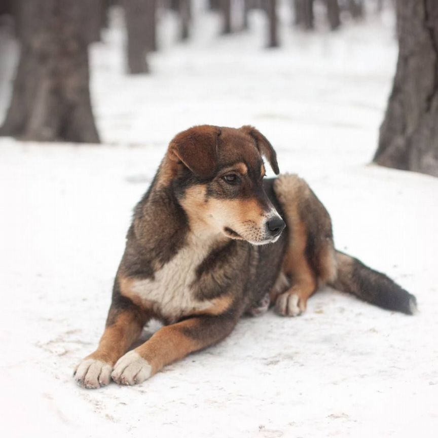 Щенок Адель в добрые руки