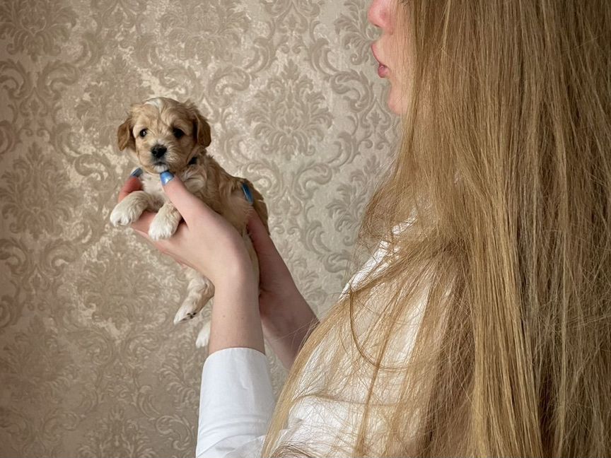 Мальтипу f1 мальчик