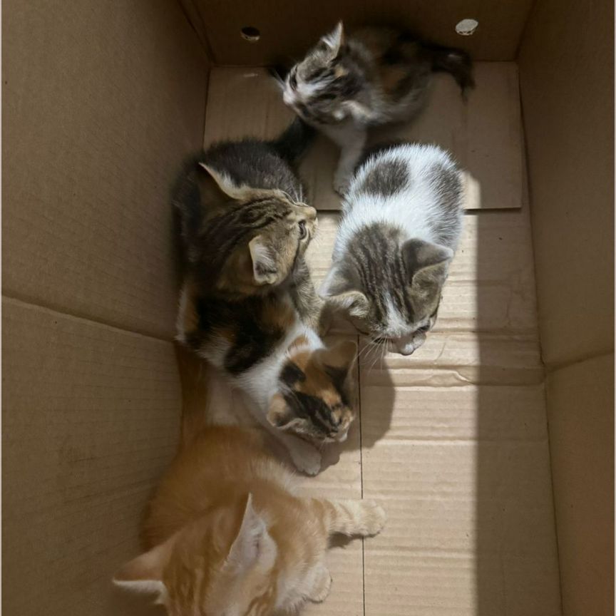 Котята