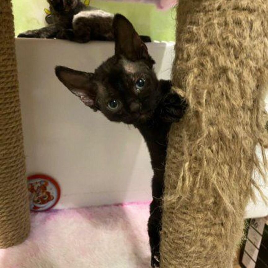 Котенок Девон Рекс