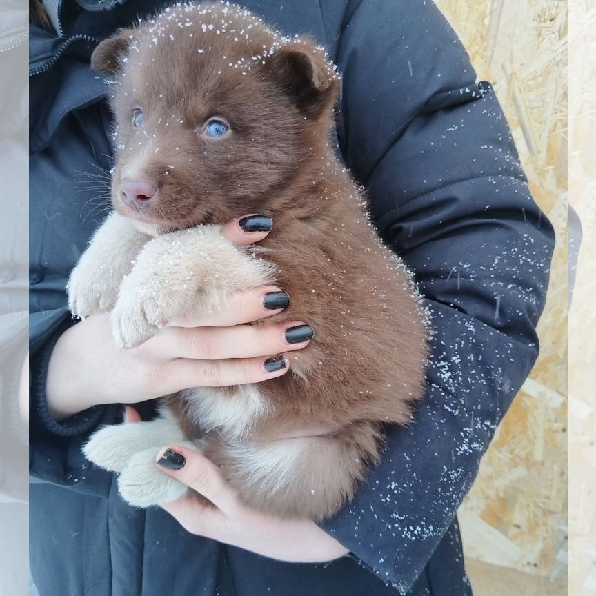 Сибирский хаски, щенок