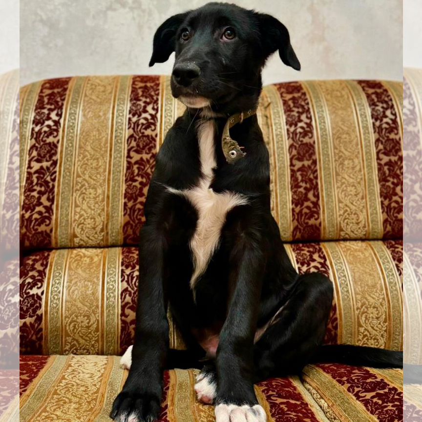 Красавчик Вегас ищет дом