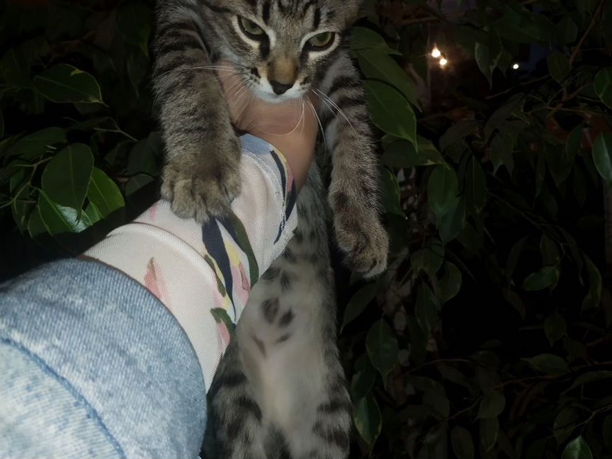 Отдам котят в добрые руки, крысоловы