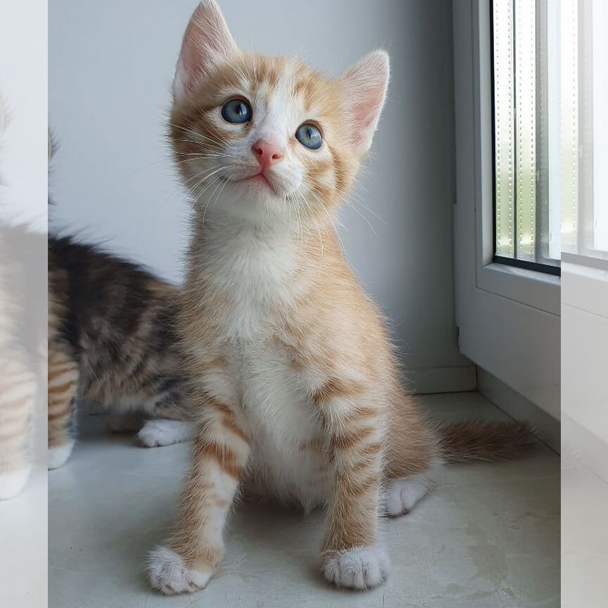 Котята в добрые руки бесплатно