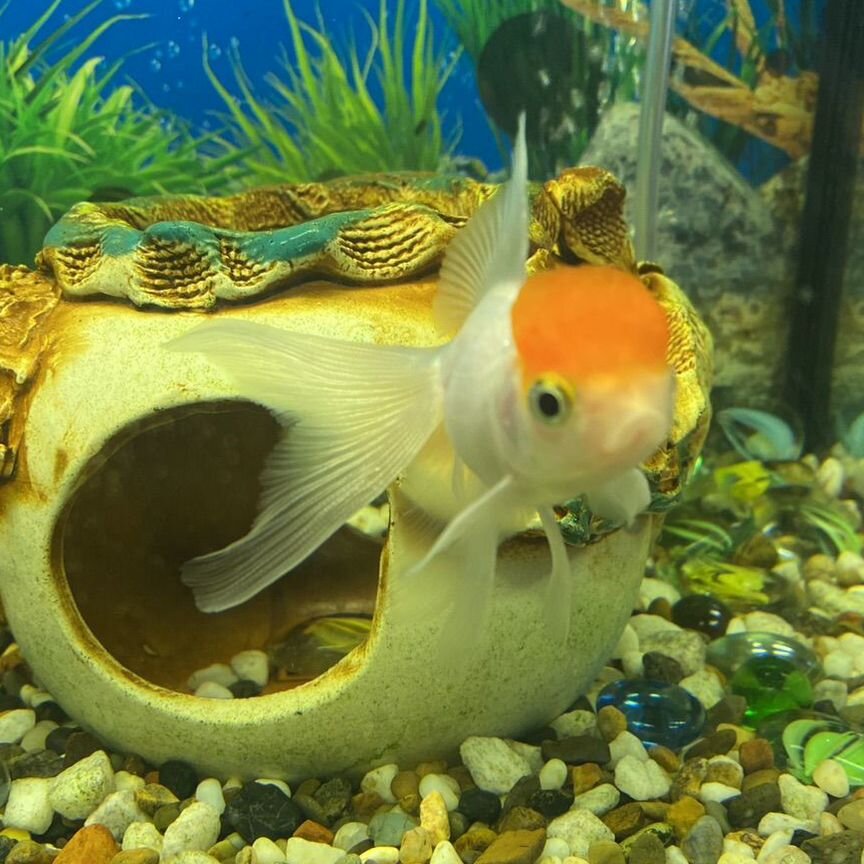 Золотая рыбка