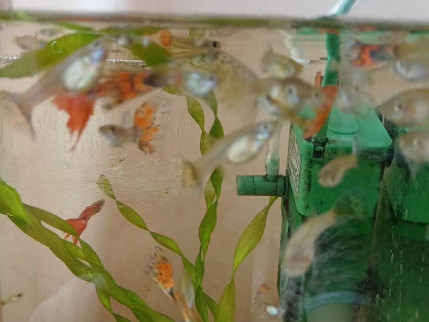 Аквариумные рыбки
