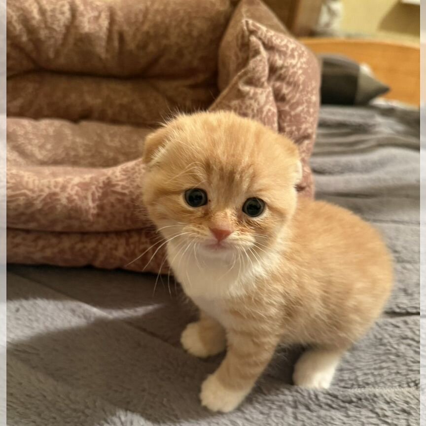 Шотландская вислоухая кошка