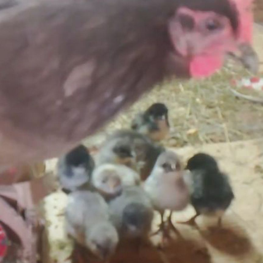 Клуша с цыплятами