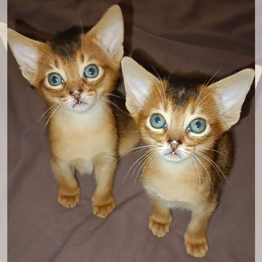 Абиссинский котёнок