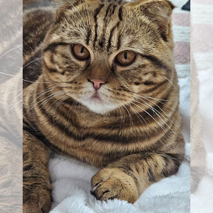 Шотландский кот вязка