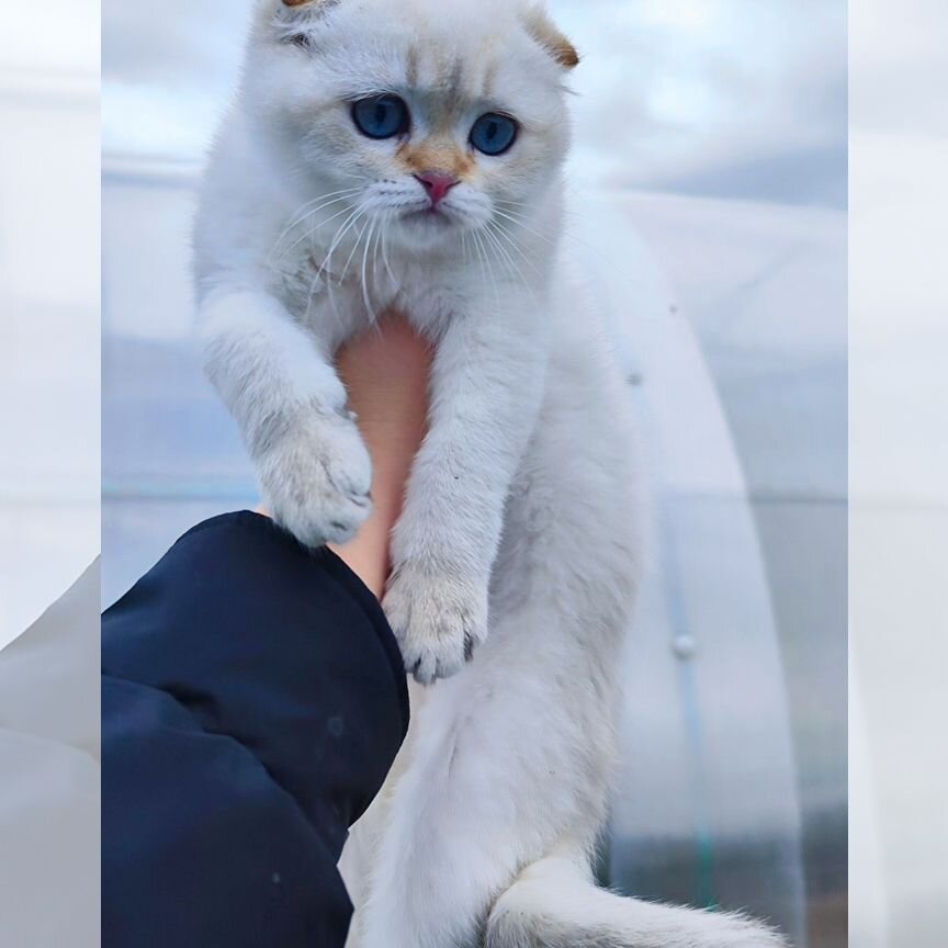 Шотландские котята
