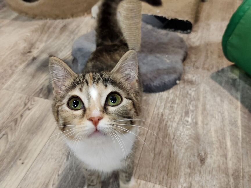 Котенок в добрые ручки