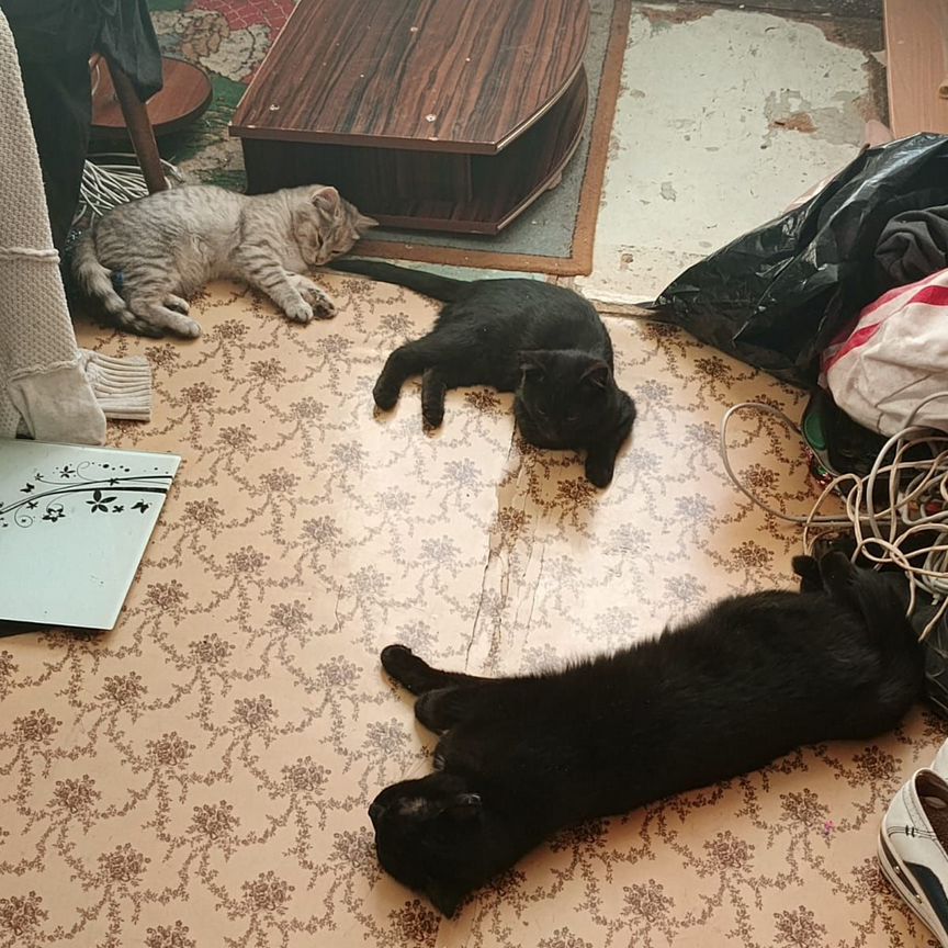 Котёнок в добрые руки