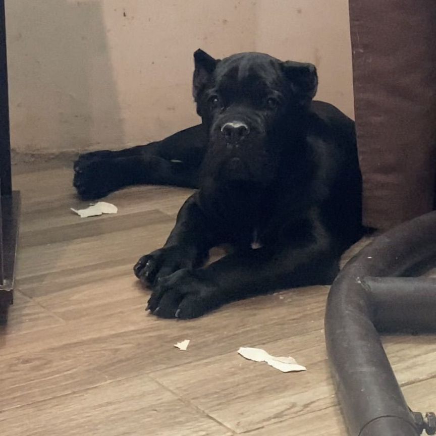 Кане корсо помощник в ремонте