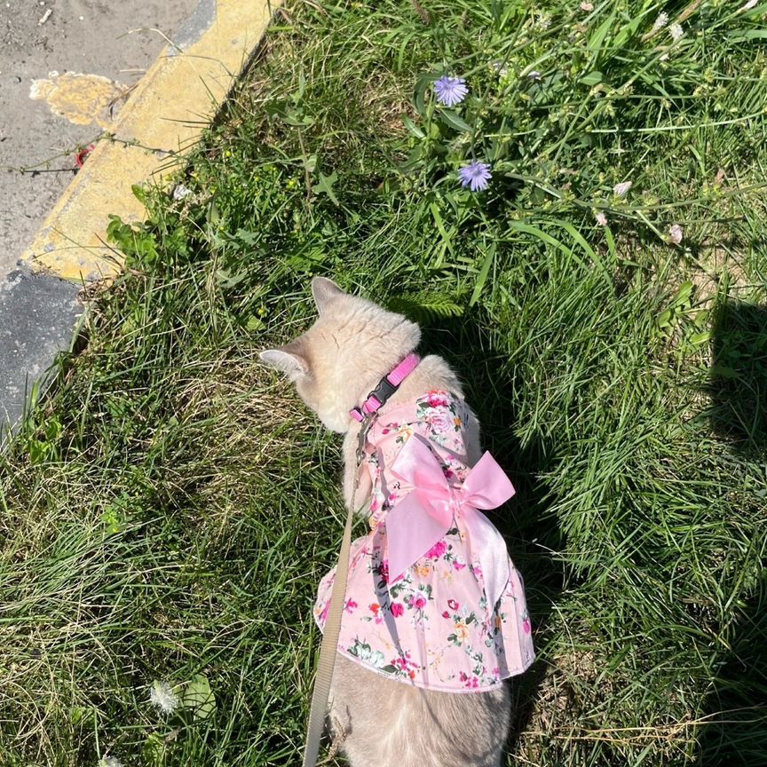 Платье для собак и кошек