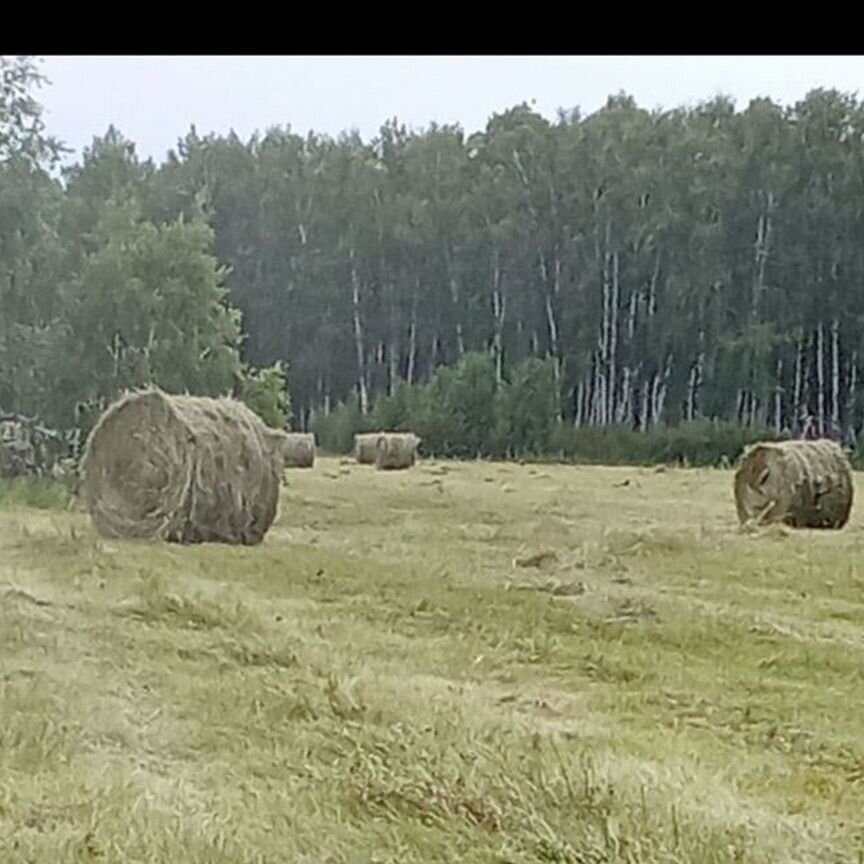 Сено в тюках