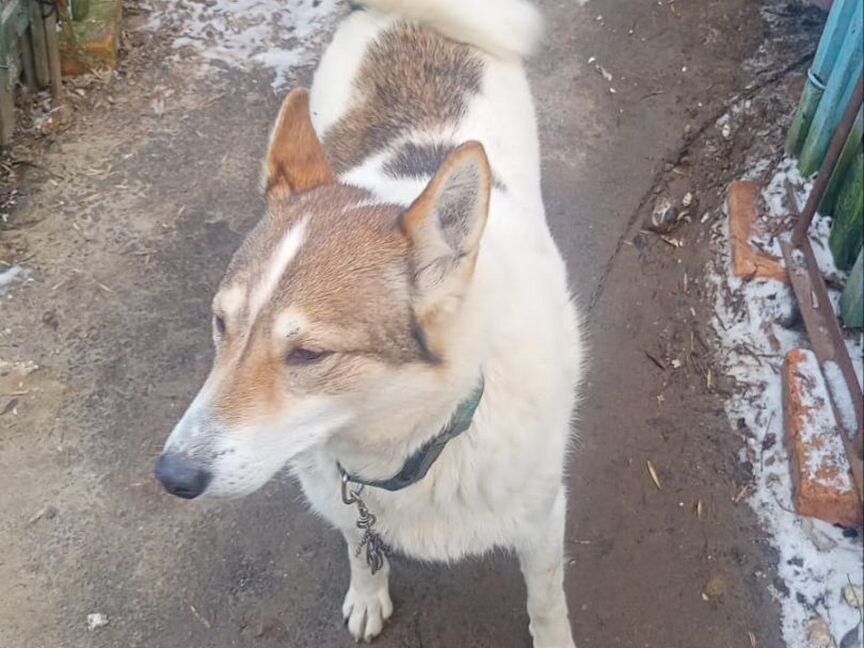 Лайка в добрые руки