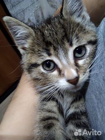 Котенок-мальчик,1,5 месяца