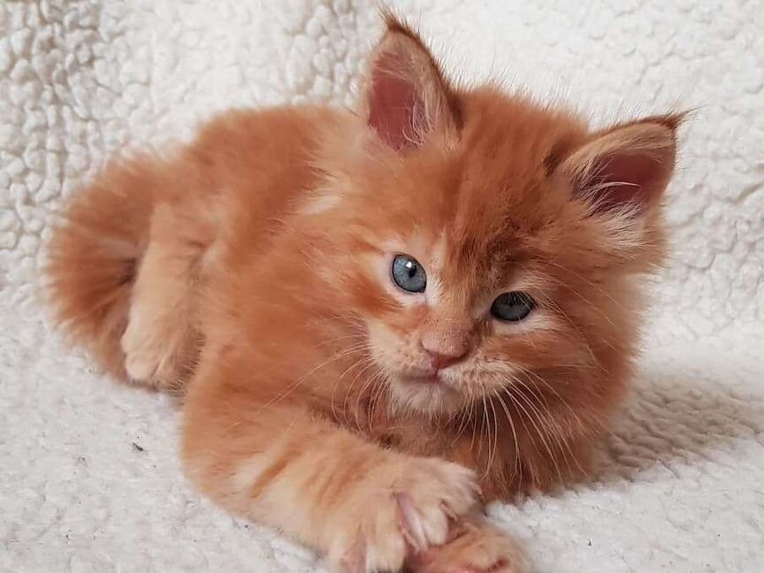 Котенок Мейн Кун