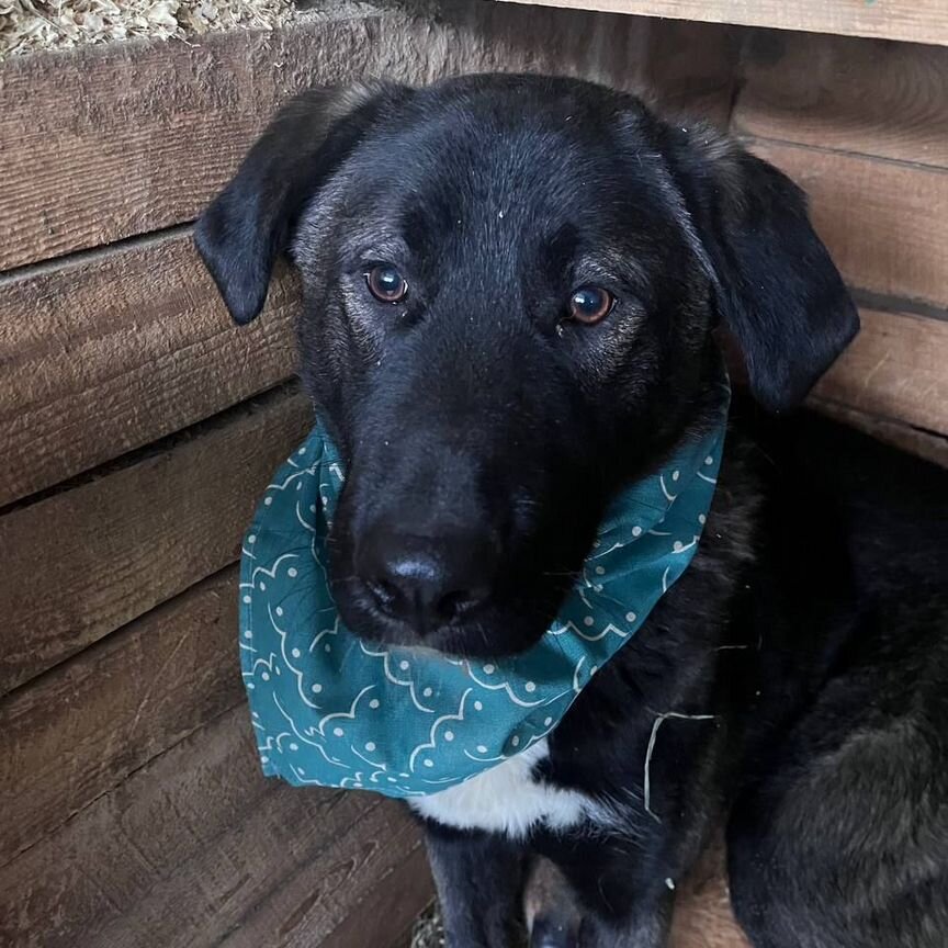 Взрослый пёс в добрые руки