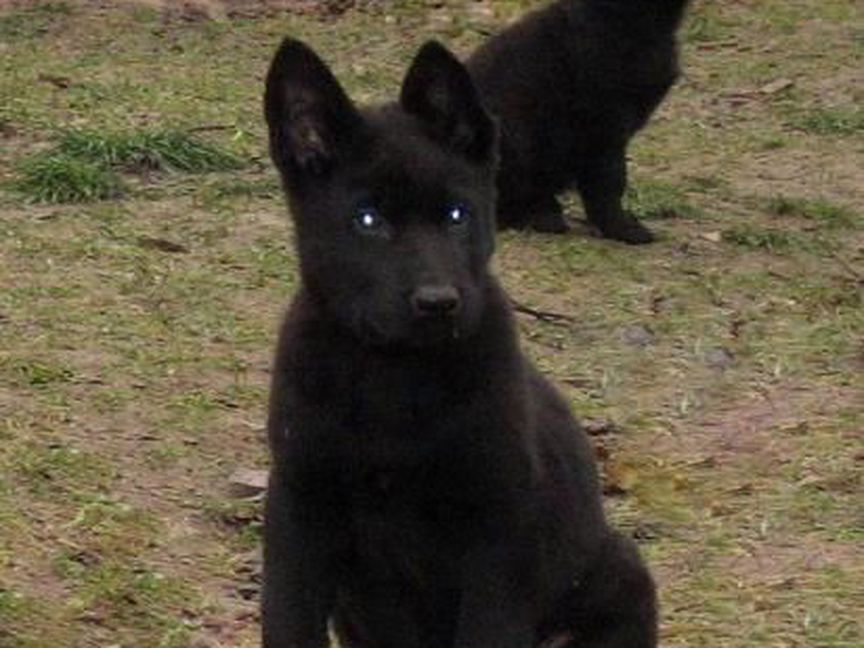 В добрые руки Овчарёнок