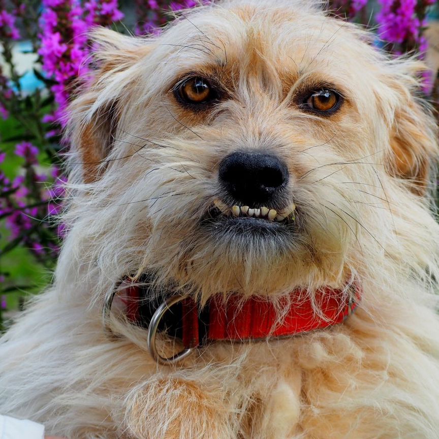 Взрослая собака в добрые руки