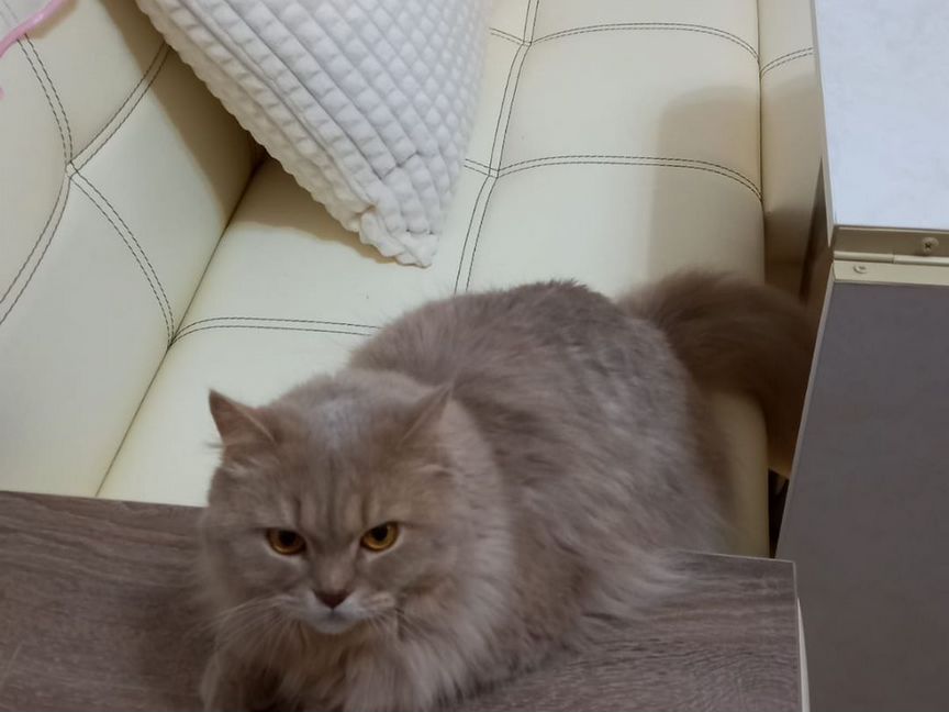 Британская длинношерстная кошка Скотиш страйк