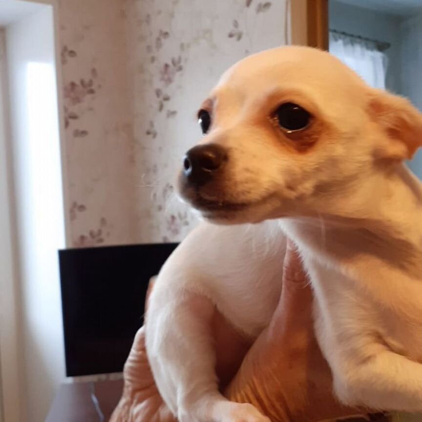 Той-терьер щенки