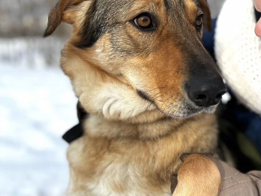 Луша самая лучшая собака в семью