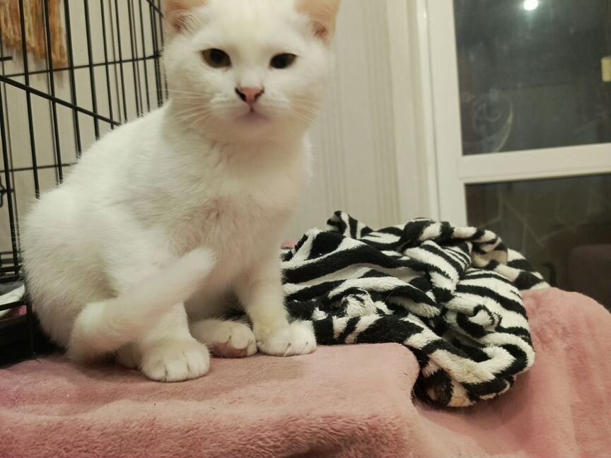 Кошки в добрые руки бесплатно