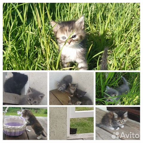 Котята бесплатно