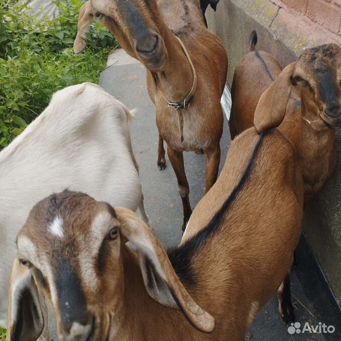 Нубийские козы Камори. Зааненская