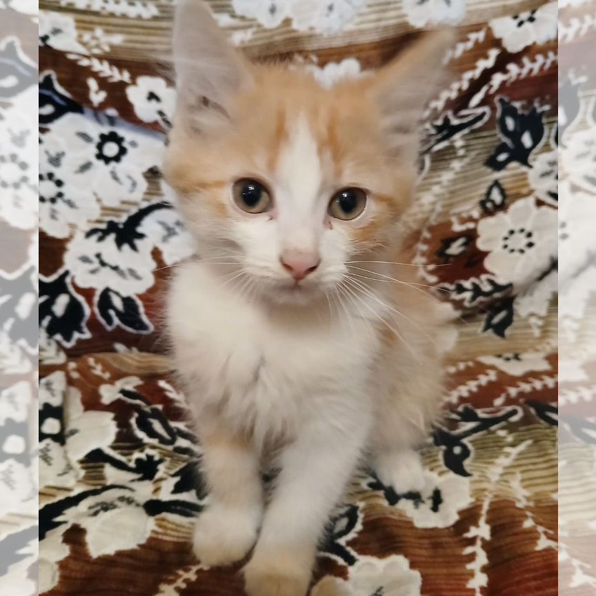 Котёнок в добрые руки