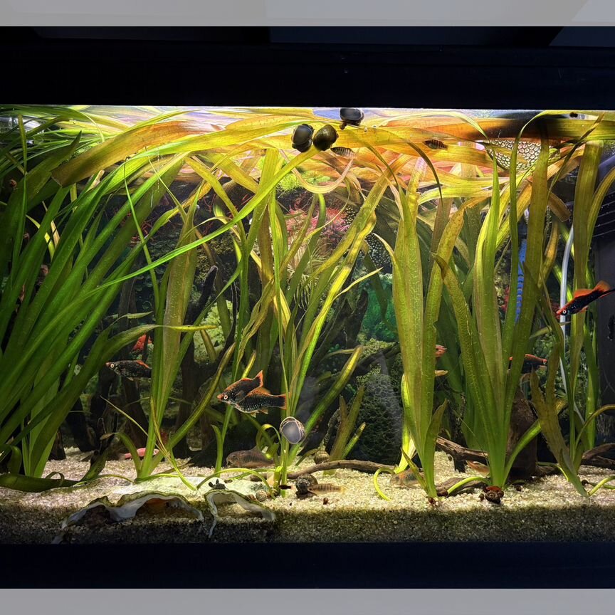 Валлиснерия гигантская