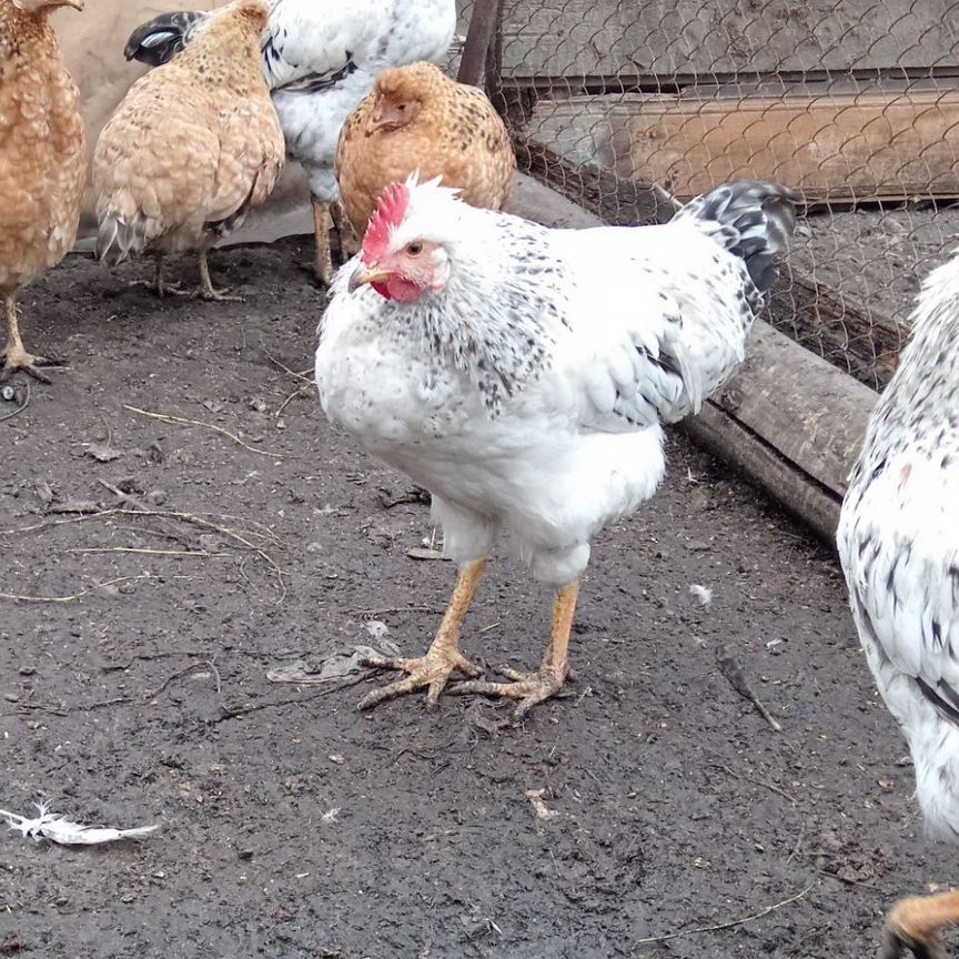 Продам петухов