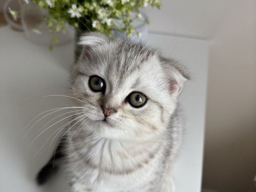 Шотландские котята