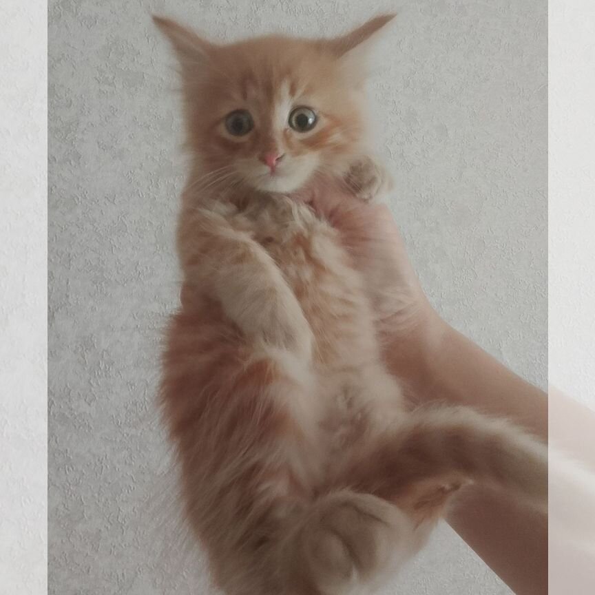 Сибирские котята