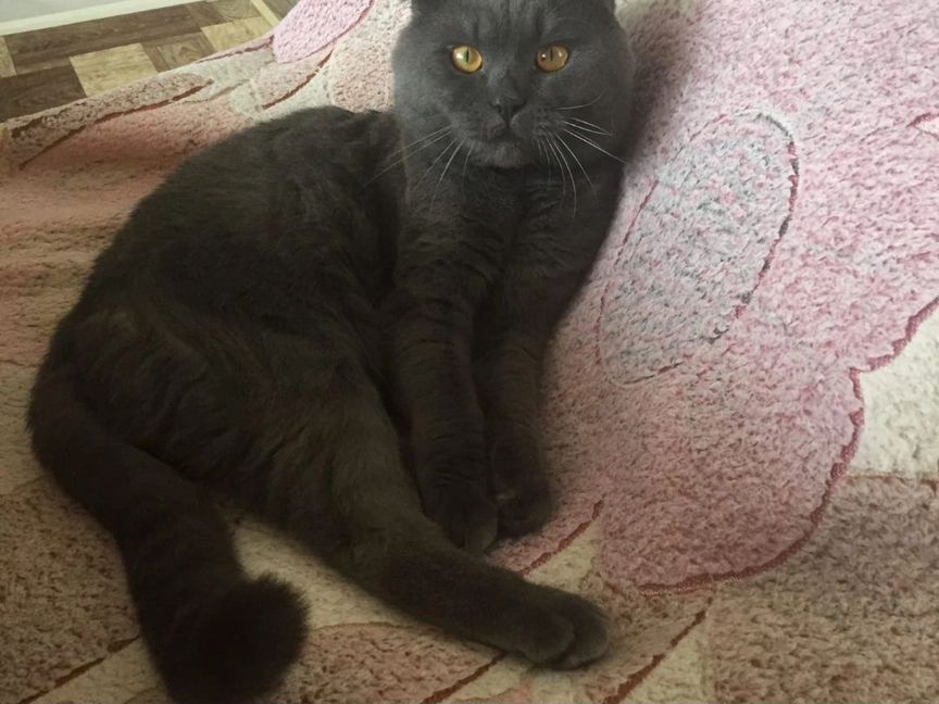 Шотландский кот на вязку